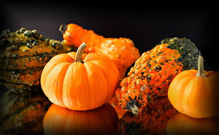 Tout savoir sur les cucurbitacées et idées recettes