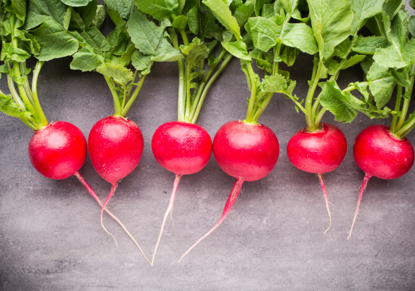 Le Radis : Fraîcheur Croquante et Polyvalence en Cuisine